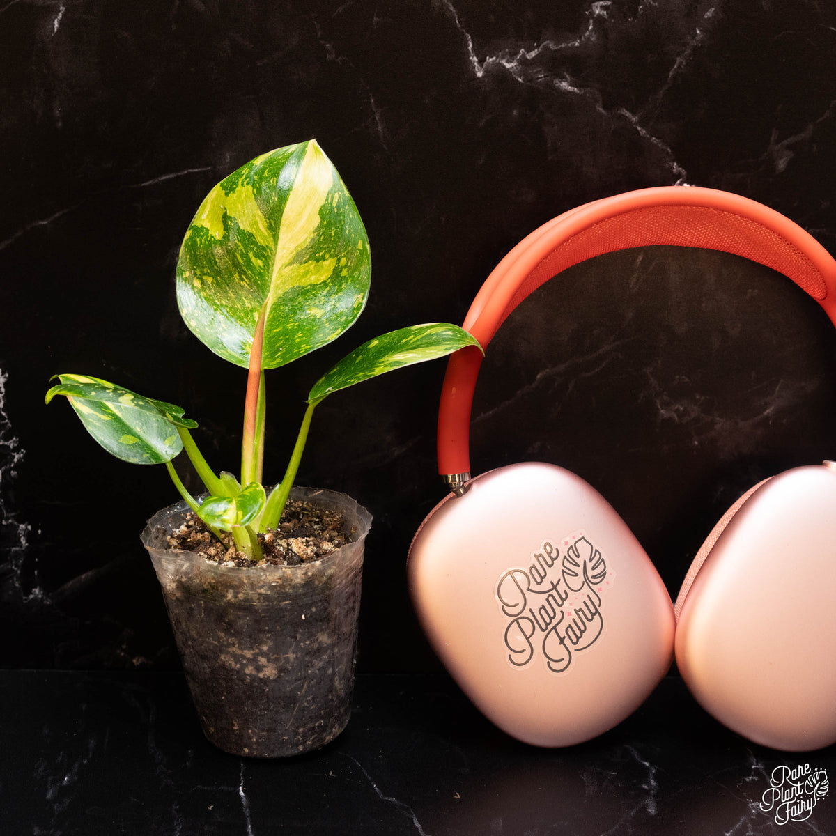 Philodendron 'Green Congo' "Nuclear" variegated *Grower's choice ...