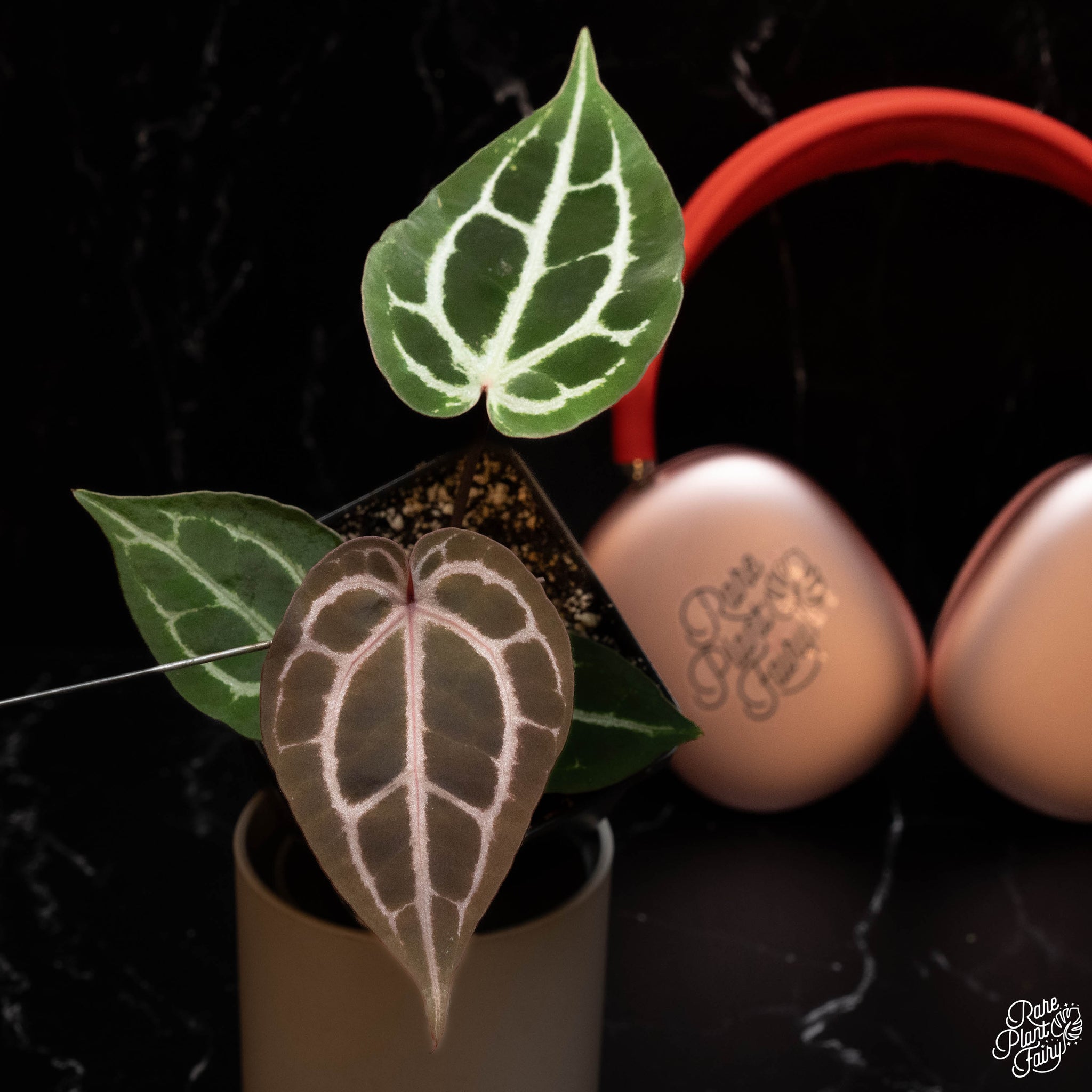 Anthurium 'Michelle' by DocBlock ® *Growers choice* *with tag signed b ...