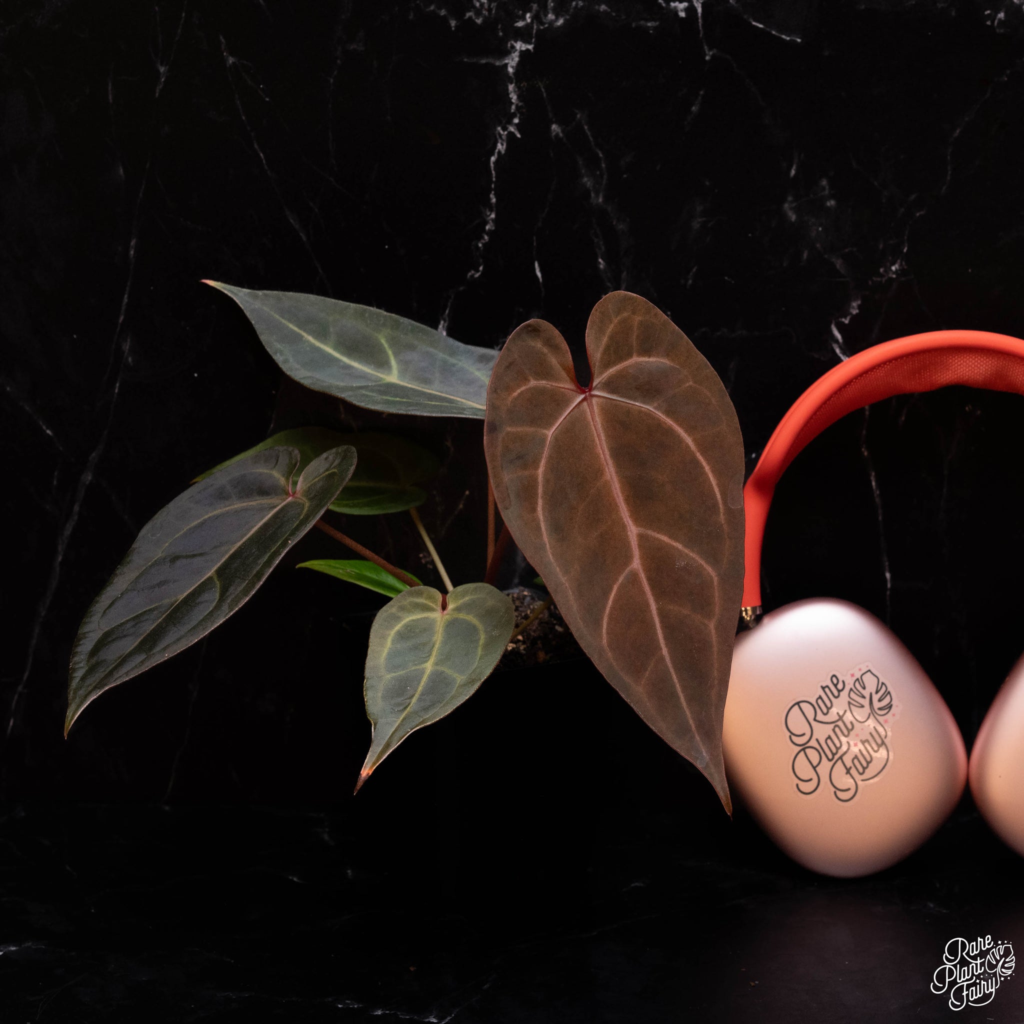 Anthurium Red Velvet Cake '24' x Dark and Handsome '9' by DocBlock® *G ...