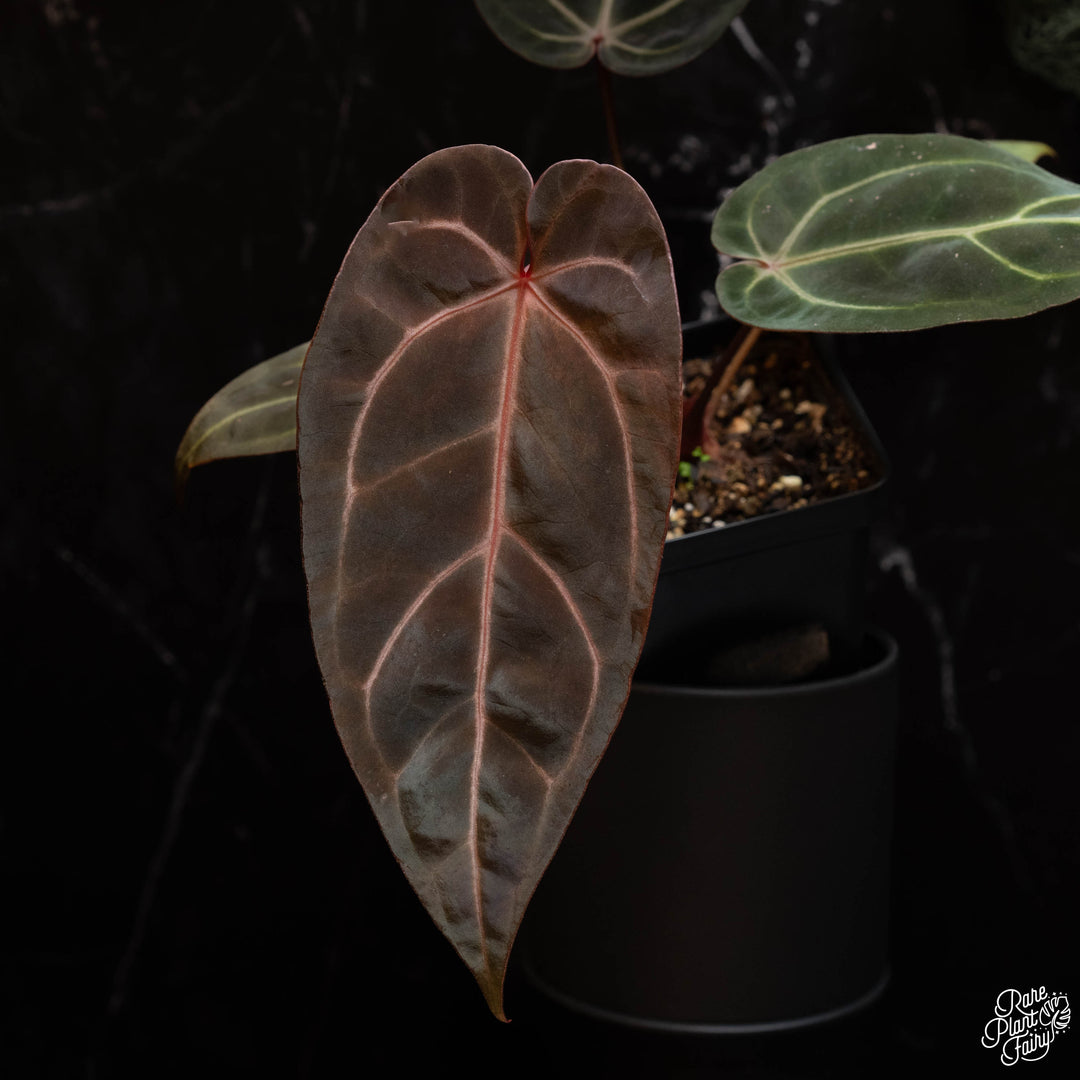 Anthurium Red Velvet Cake '24' x Dark and Handsome '9' by DocBlock® *G ...