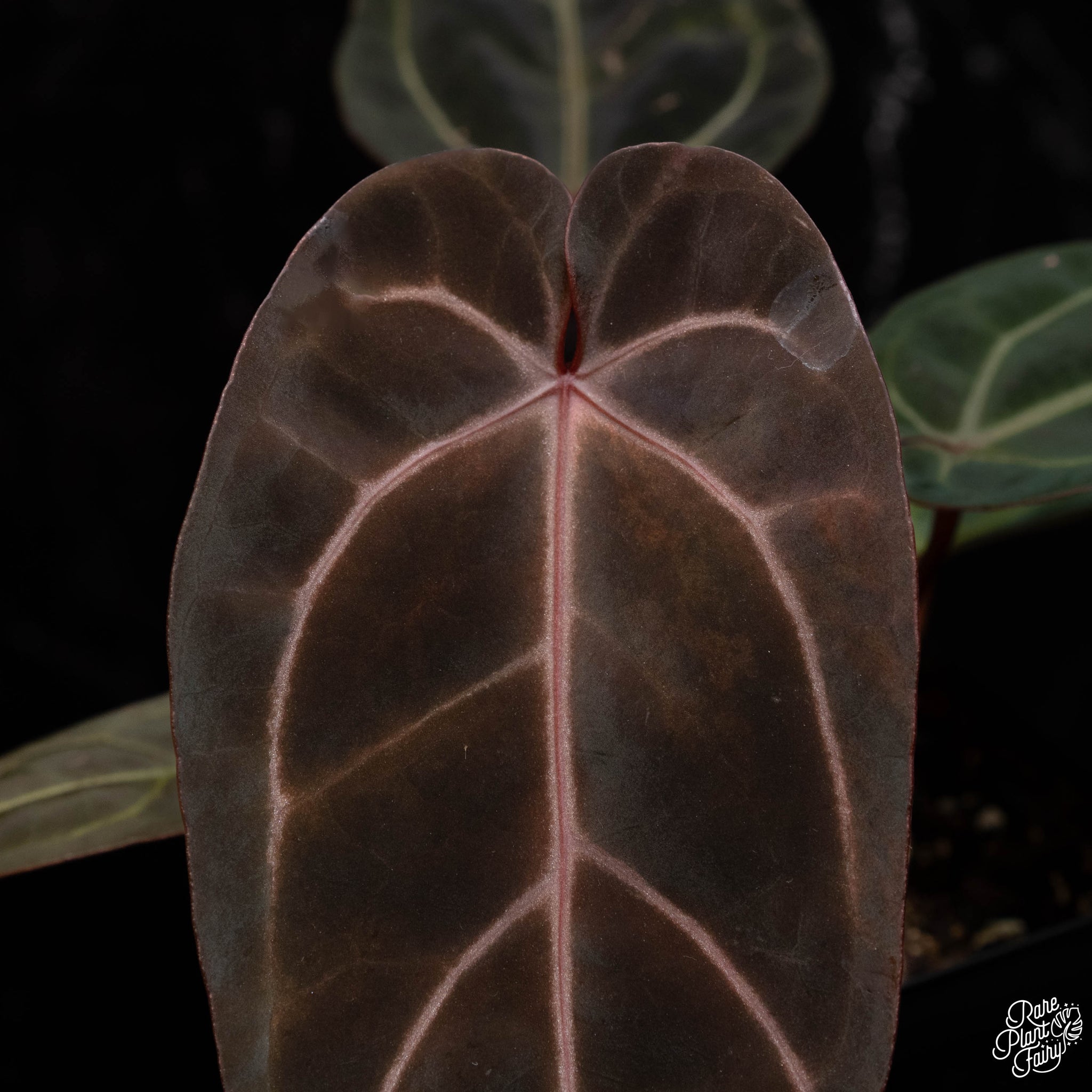 Anthurium Red Velvet Cake '24' x Dark and Handsome '9' by DocBlock® *G ...