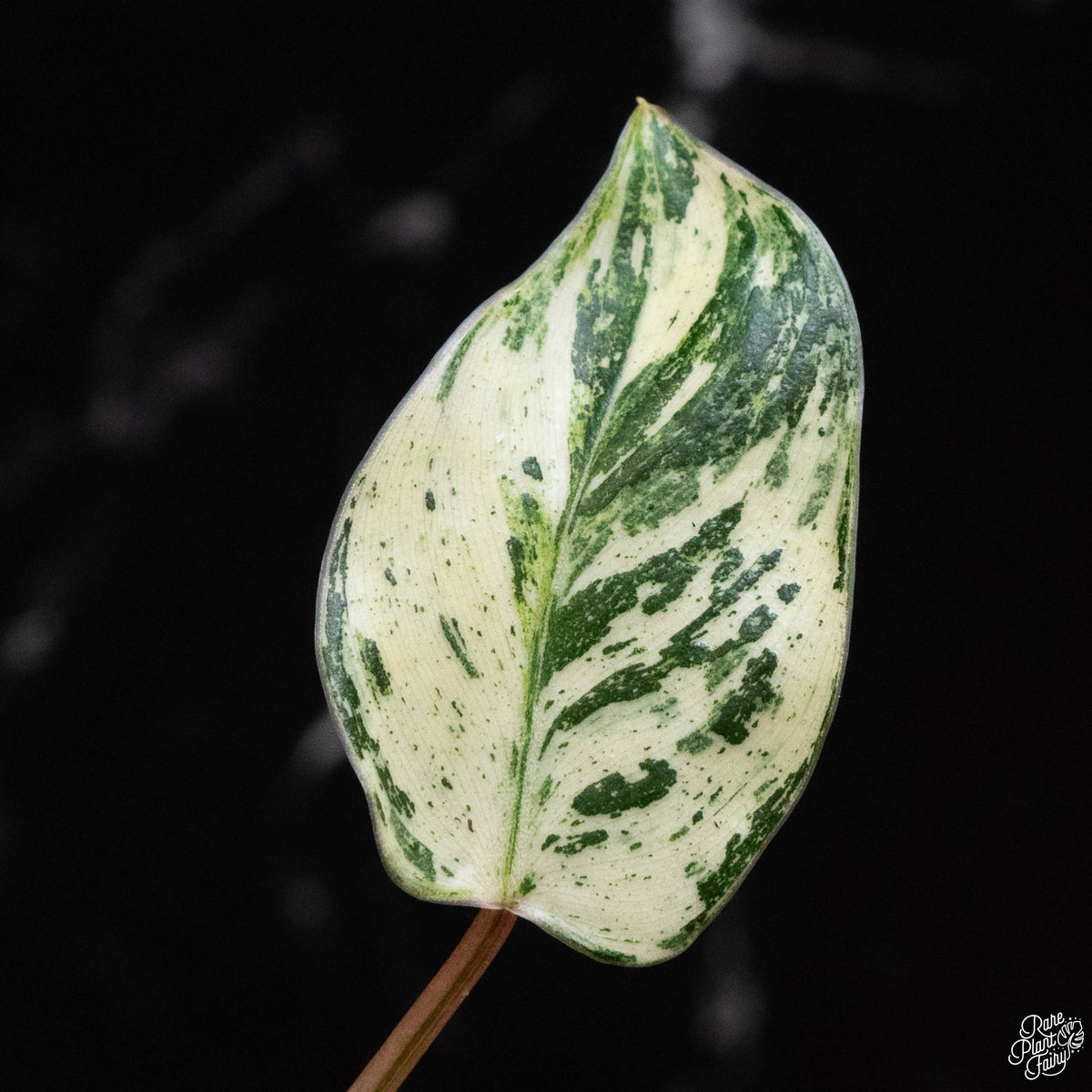 Philodendron 'Emerald King' *Grower's Choice* – Rare Plant Fairy