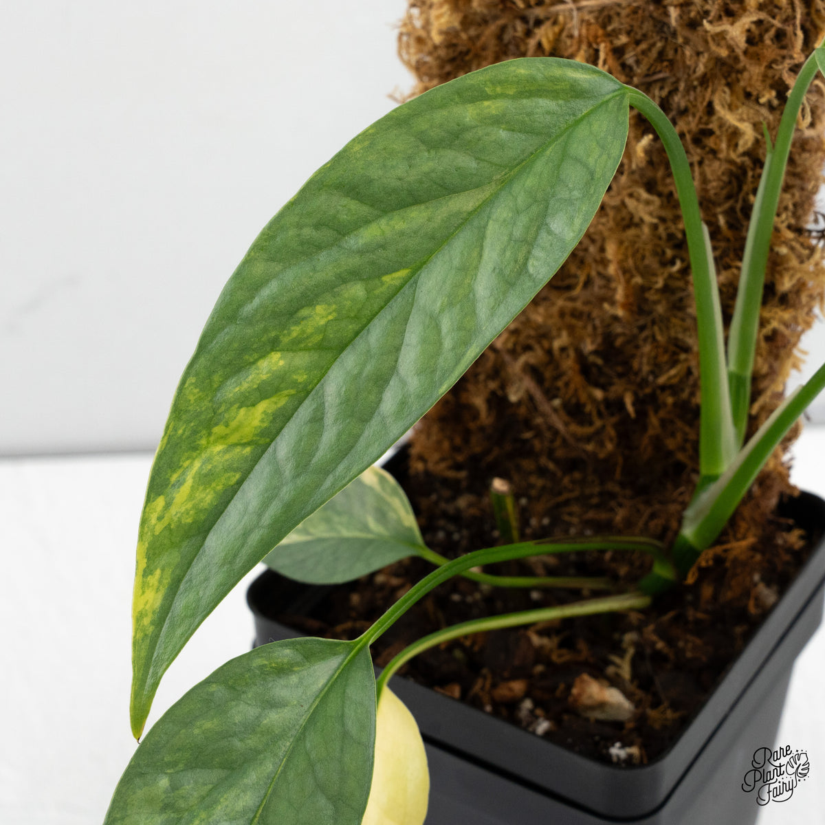 Epipremnum Pinnatum 'Cebu Blue' Variegated (wk49-K) – Rare Plant Fairy