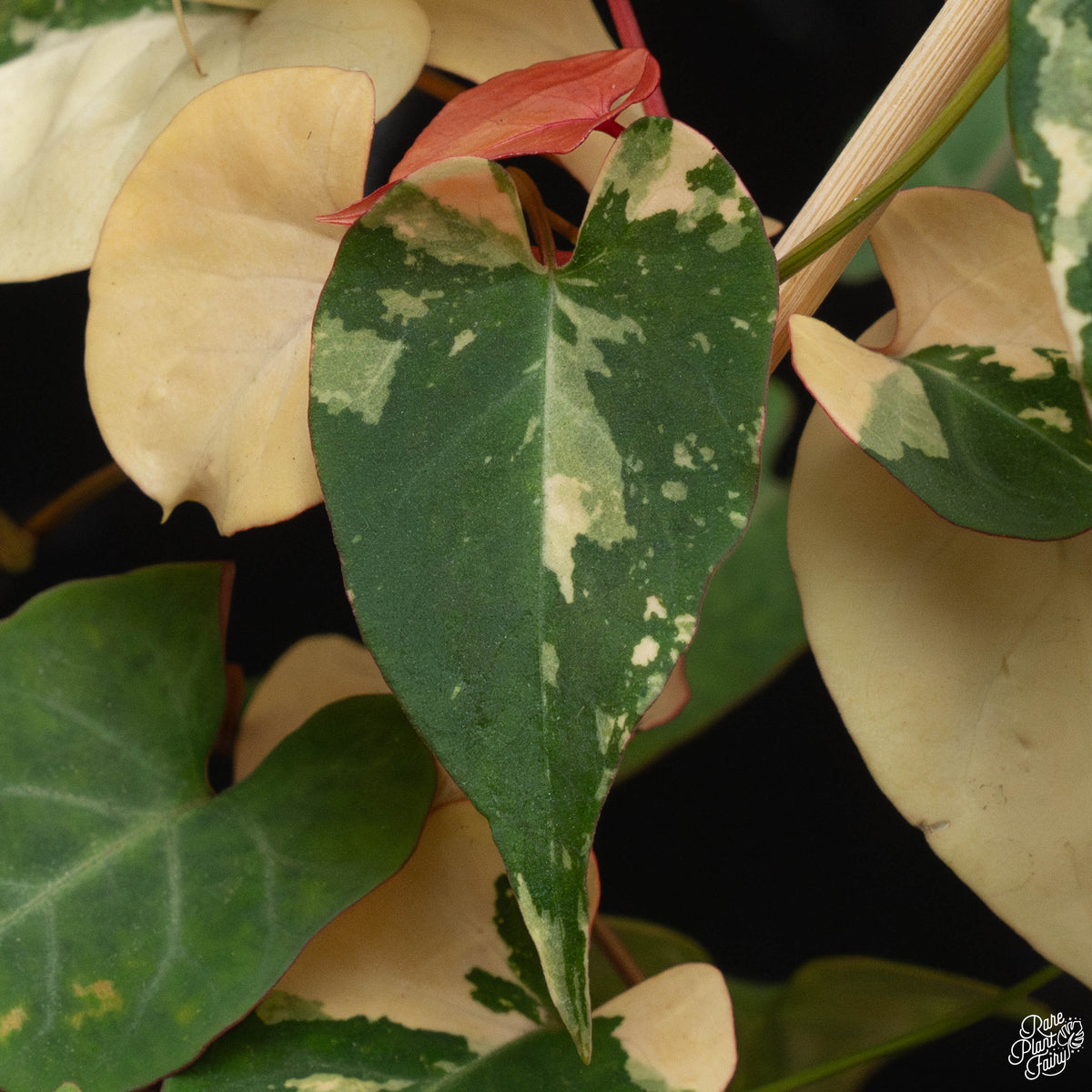 Fallopia multiflora variegated (wk10-A) – Rare Plant Fairy