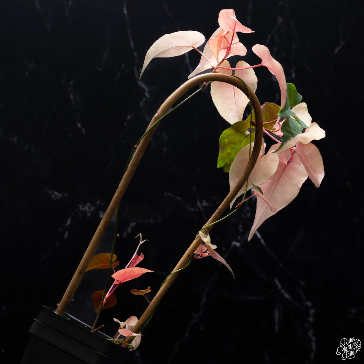 Fallopia Multiflora Variegated (wk27-G) – Rare Plant Fairy