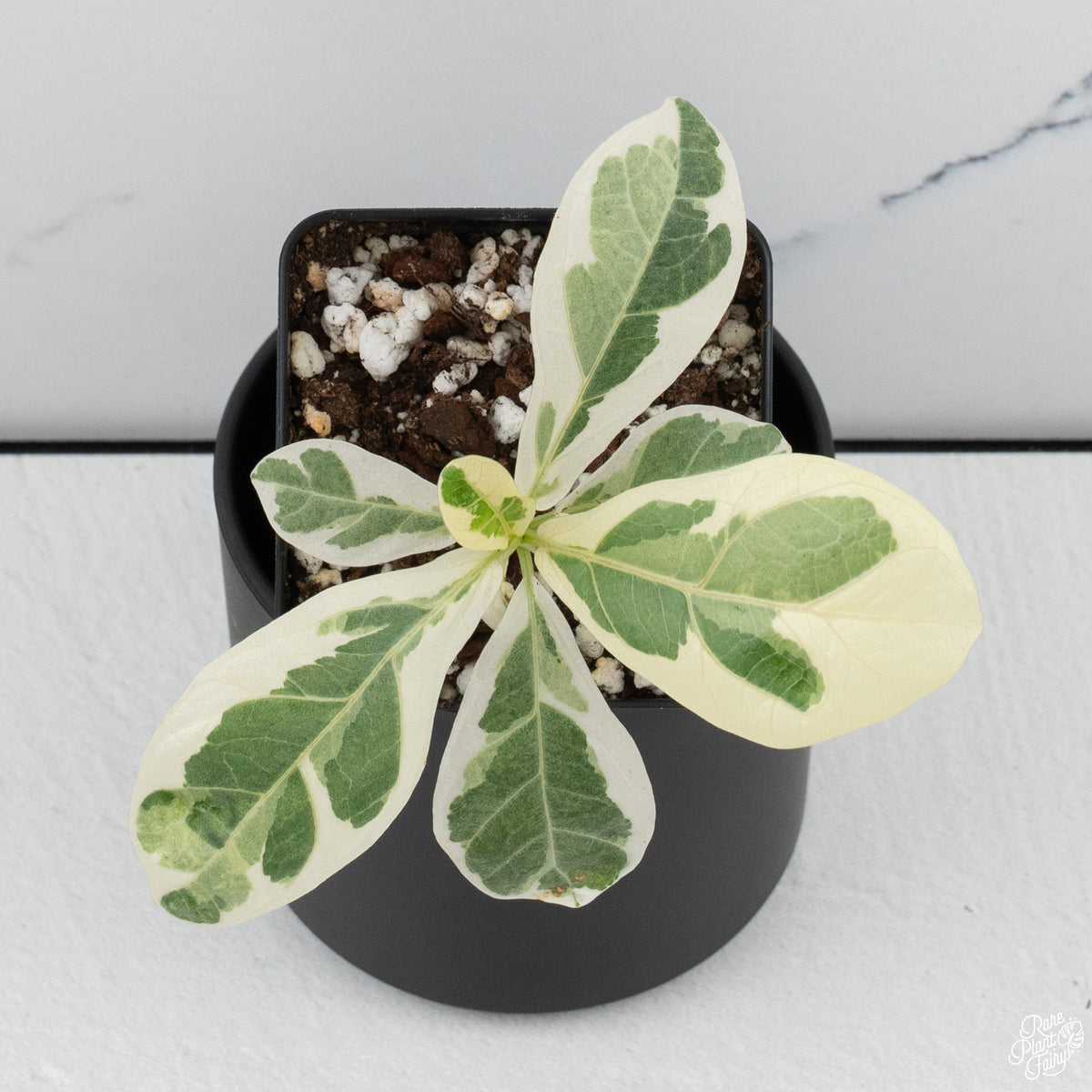 Ficus Lyrata 'Fiddle Leaf Fig' Variegated (wk31-G) – Rare Plant Fairy