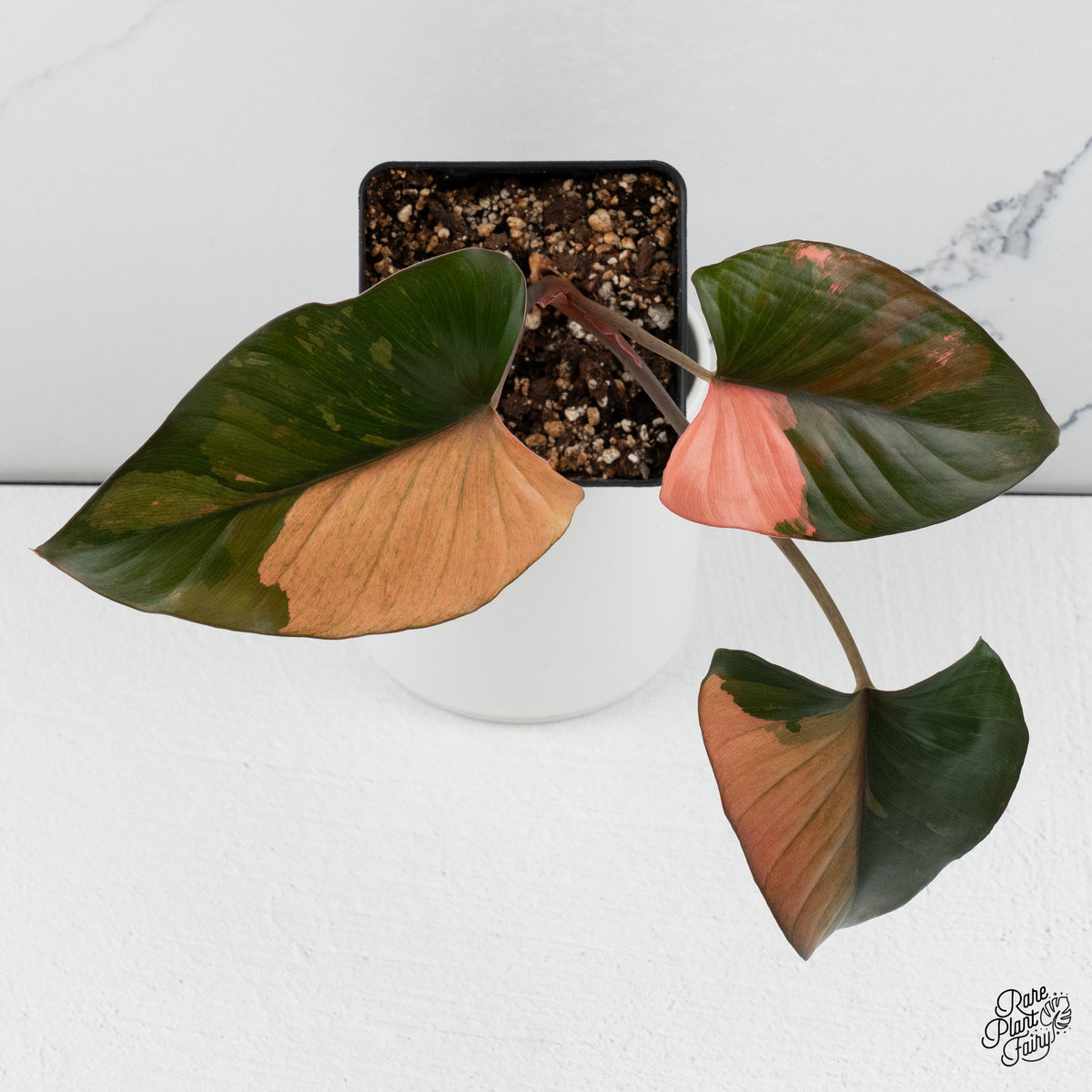 Homalomena cf. Aromatica (Spreng.) Variegated 'Pink Diamond' (wk35-C ...