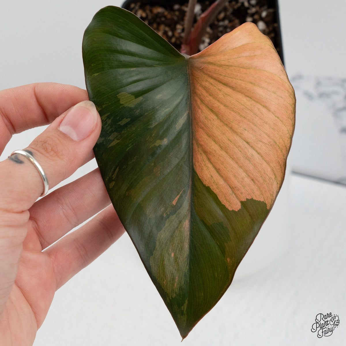 Homalomena cf. Aromatica (Spreng.) Variegated 'Pink Diamond' (wk35-C ...