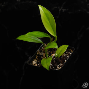 Rare Plant Fairy - Detroit, Michigan