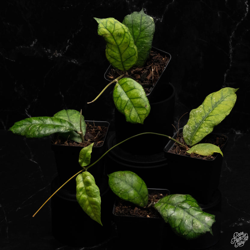 Anthurium 'Michelle' by DocBlock ® *Growers choice* *with tag signed b ...