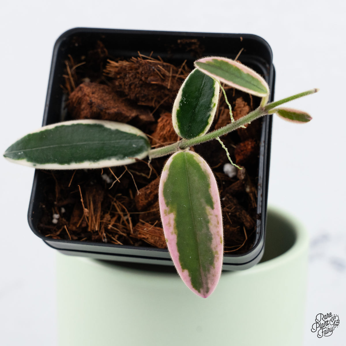 Hoya 'Lyi Prism' Pink Flower (wk37-C) – Rare Plant Fairy