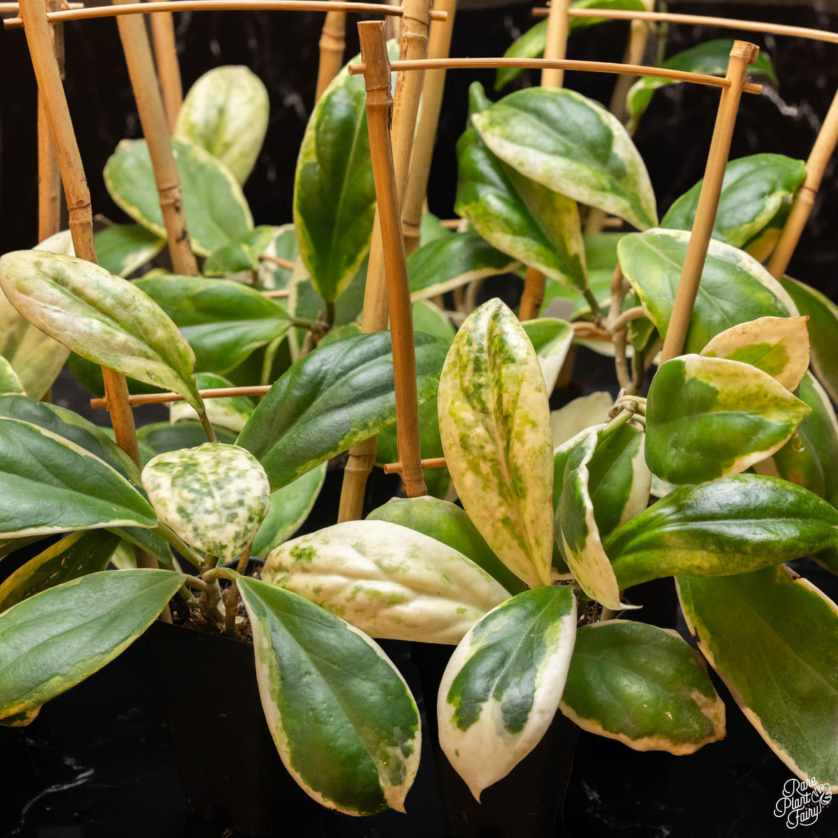 Hoya incrassata albo outer variegated *Grower's Choice* – Rare Plant Fairy