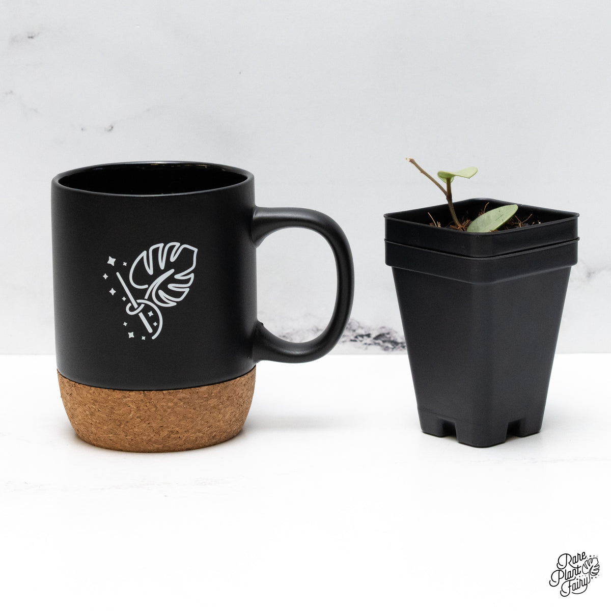 Hoya Mathilde Silver 'Grey Fairy' (wk49-F) – Rare Plant Fairy