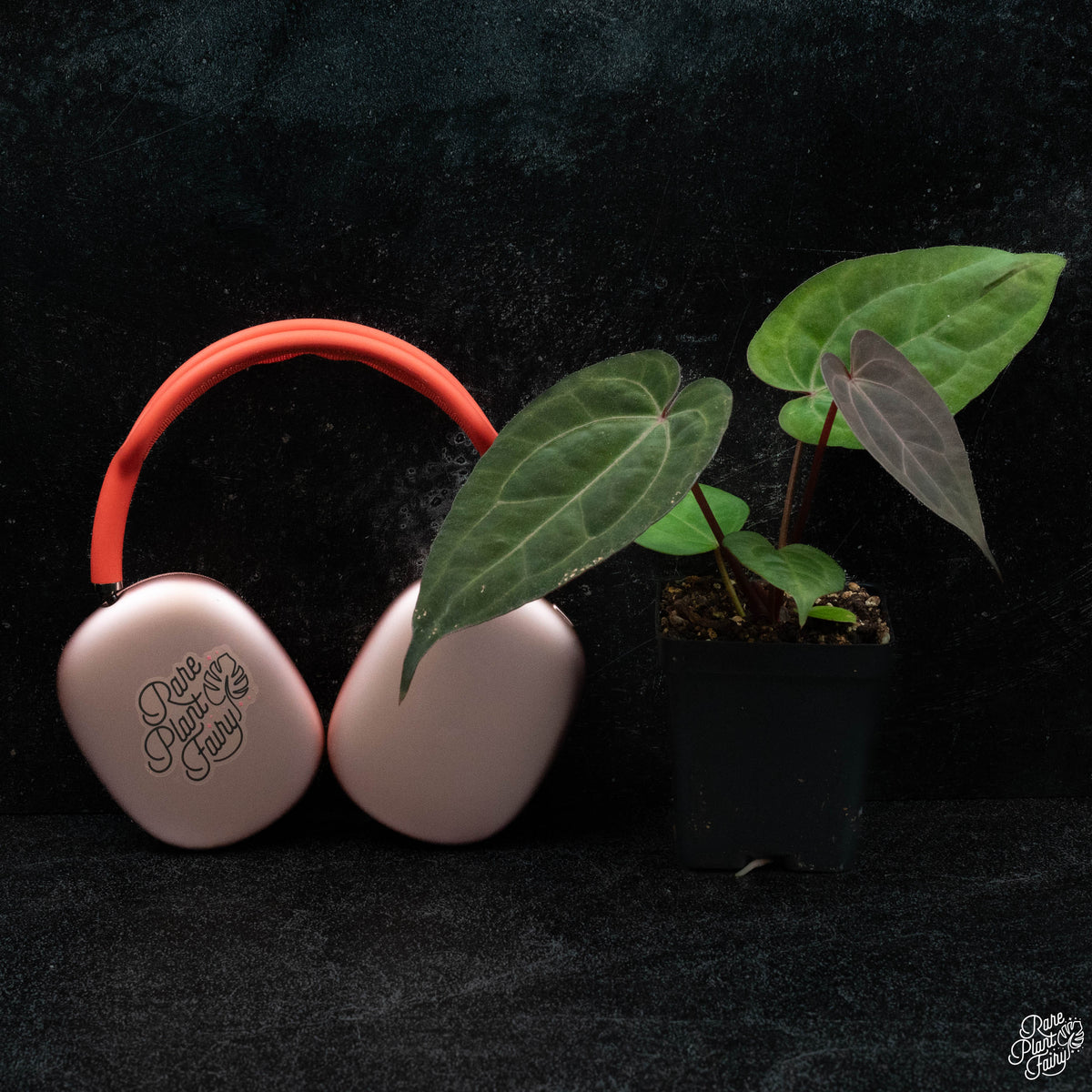 Anthurium DocBlock Lynette '18' x Dark & Handsome '9' by DocBlock® *Gr ...