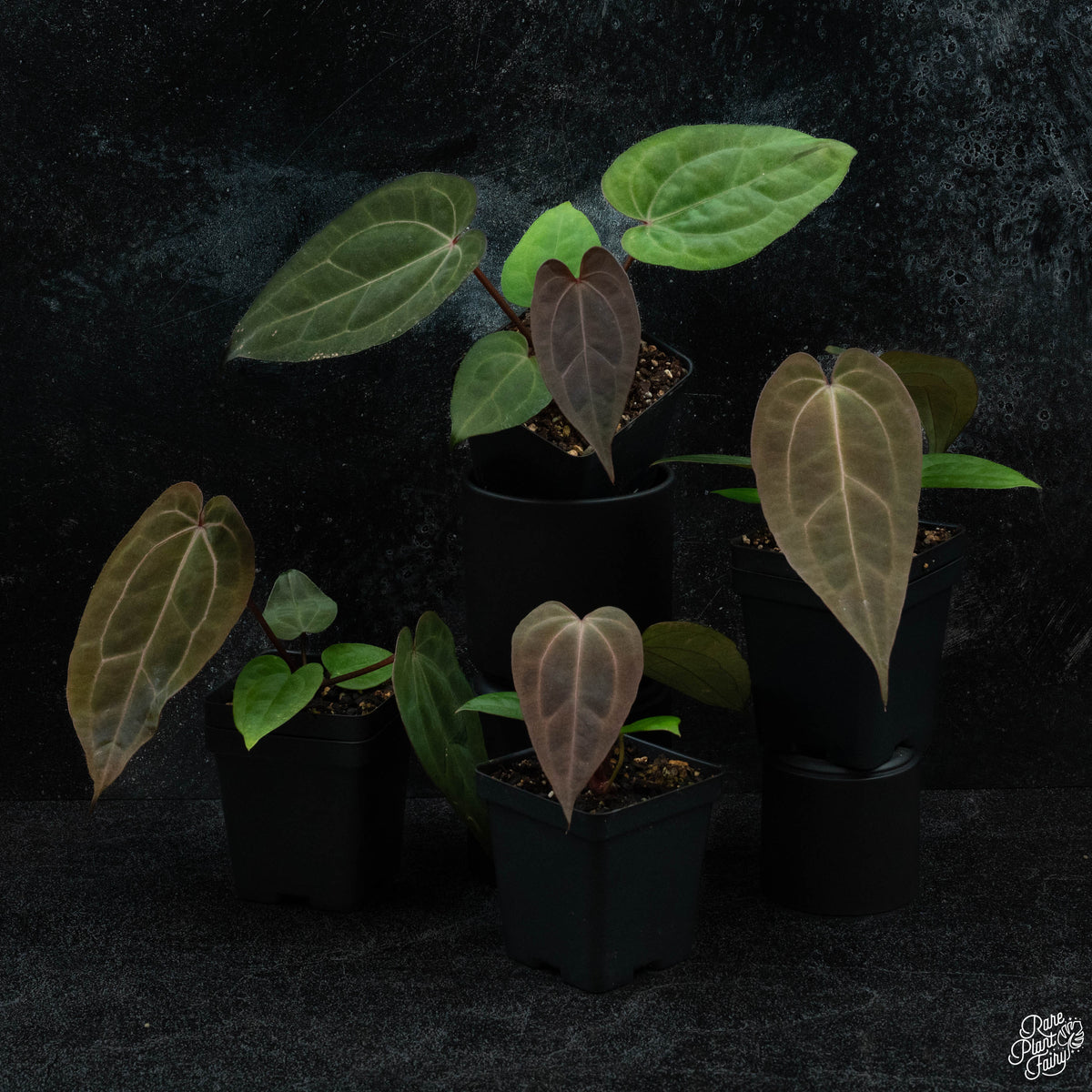 Anthurium DocBlock Lynette '18' x Dark & Handsome '9' by DocBlock® *Gr ...