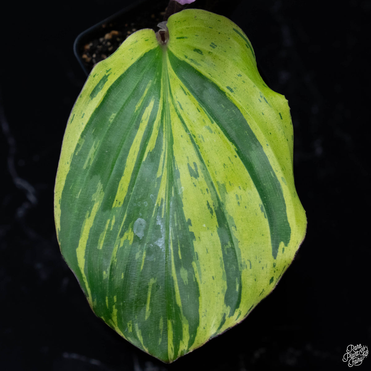 Kaempferia sp. 'Zebra' variegated ginger (wk6-A) – Rare Plant Fairy