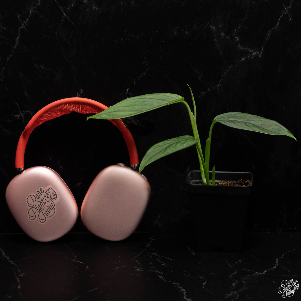 Monstera Obliqua 'Columbia' *Grower's Choice* – Rare Plant Fairy