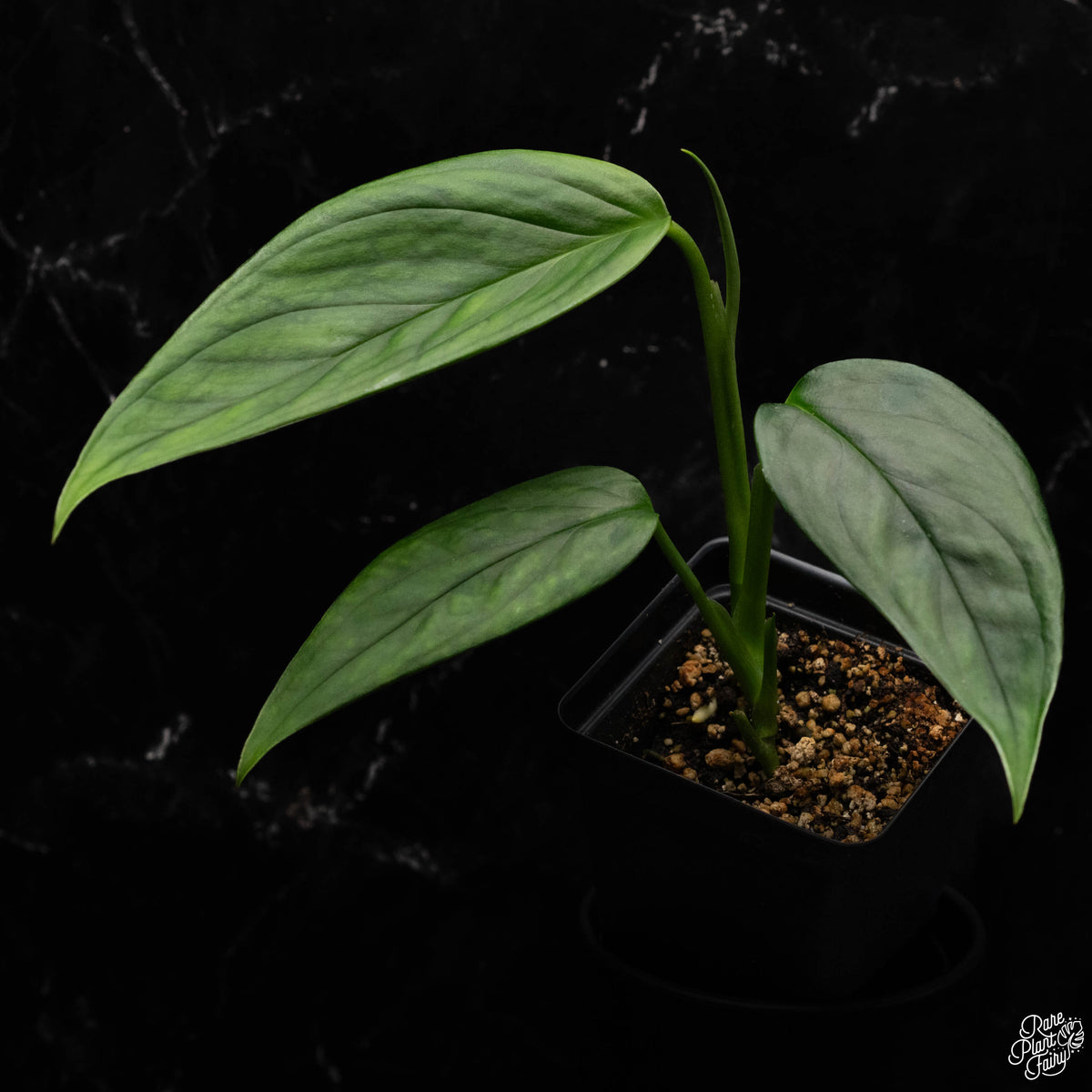 Monstera obliqua 'Columbia' *Grower's choice* – Rare Plant Fairy