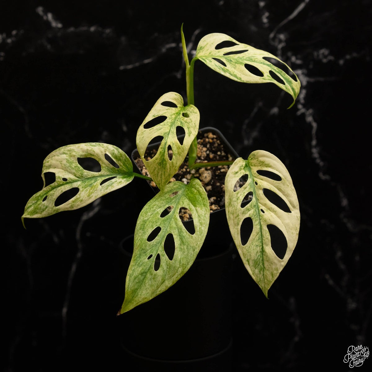 Monstera Adansonii ‘Double Windows’ Mint Variegated (Commonly Mislabel ...