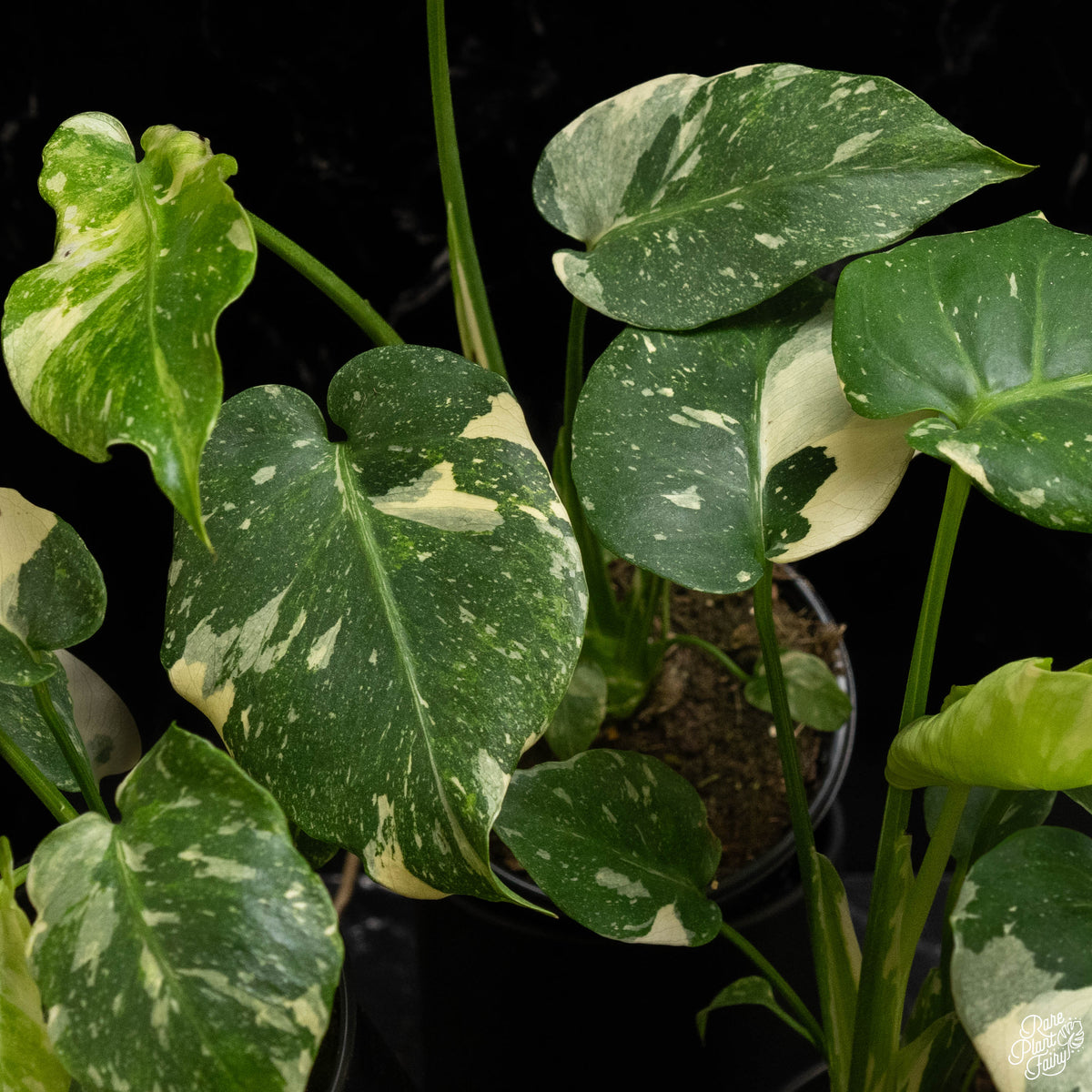 Monstera Deliciosa 'Thai Constellation' Tricolor *Grower's Choice ...