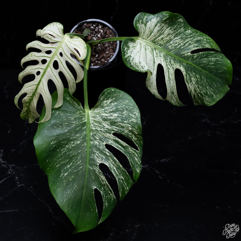 All Plants – Page 7 – Rare Plant Fairy