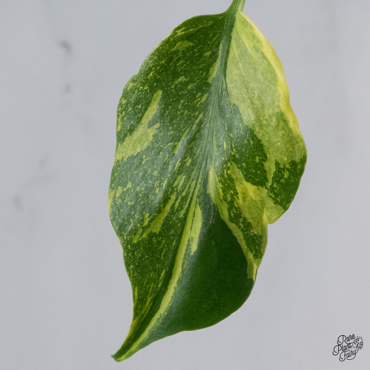 Monstera Deliciosa 'Electrolyte' (wk35-E) – Rare Plant Fairy