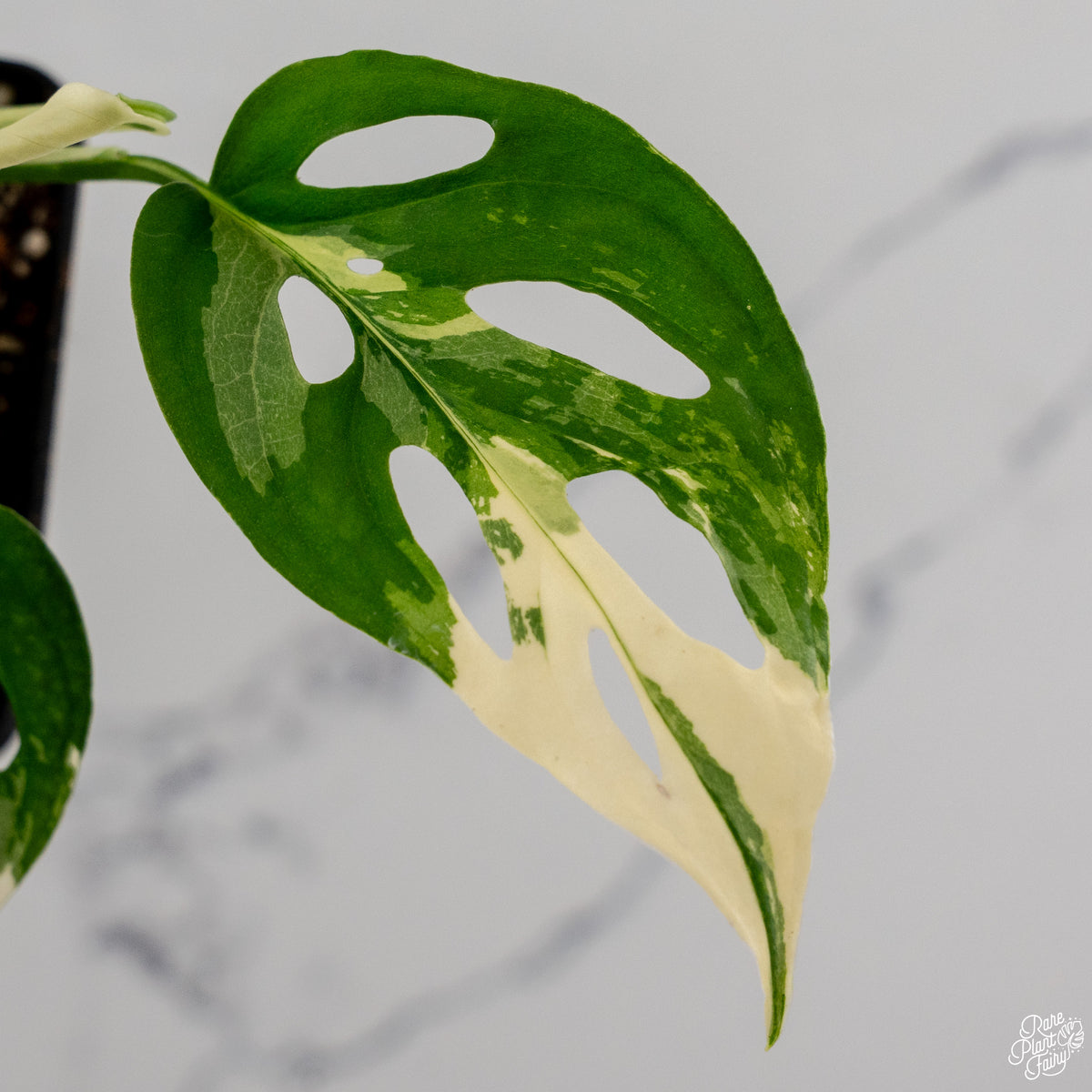 Monstera Adansonii sp. 'Double Windows' Albo Variegated (wk26-G) – Rare ...