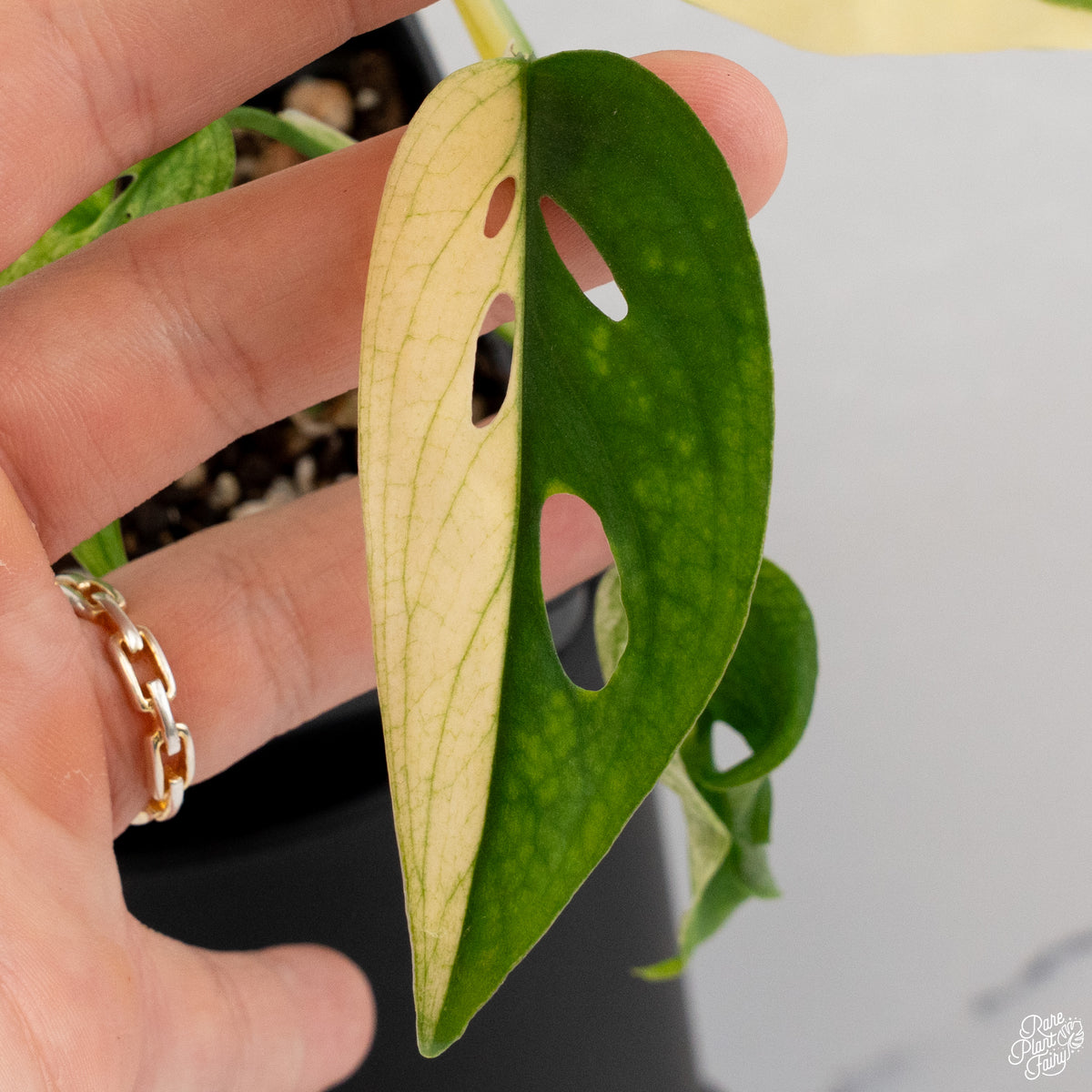 Monstera Adansonii sp. 'Double Windows' Albo Variegated (wk26-H) – Rare ...