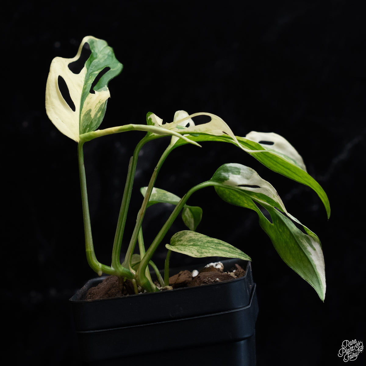 Monstera Adansonii sp. 'Double Windows' Albo Variegated (Commonly Misl ...