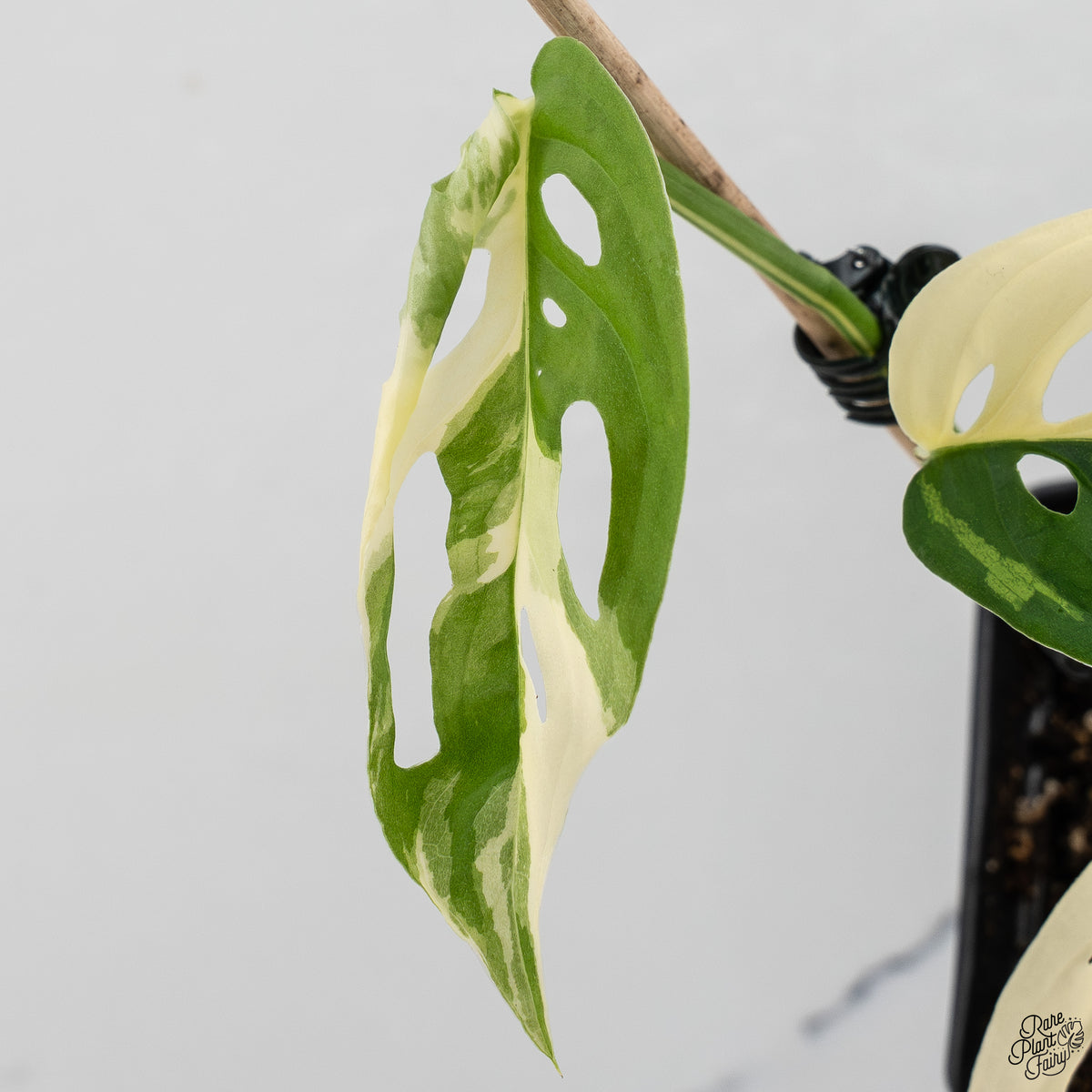 Monstera Adansonii sp. 'Double Windows' Albo Variegated (Commonly Misl ...