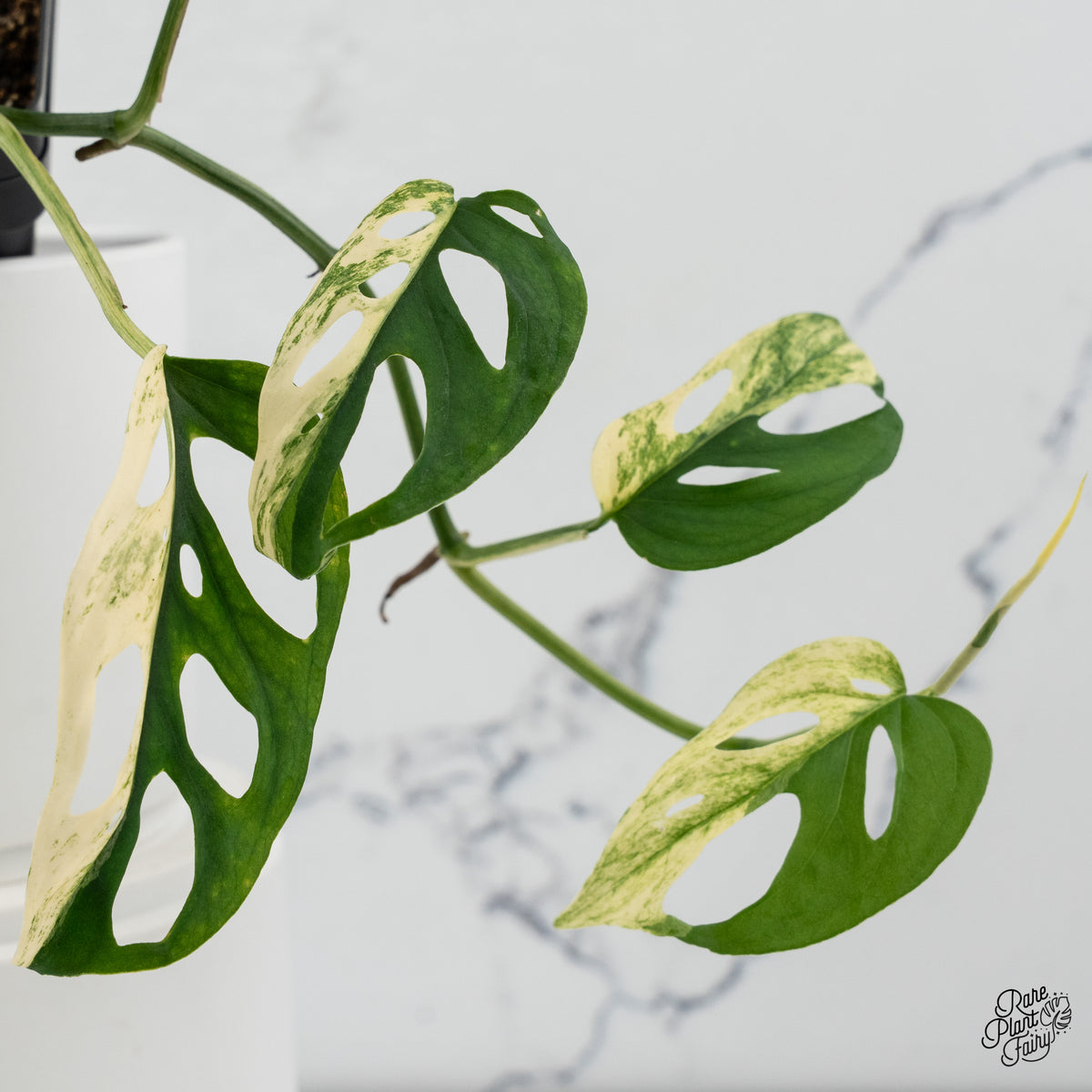 Monstera Adansonii sp. 'Double Windows' Albo Variegated (Commonly Misl ...