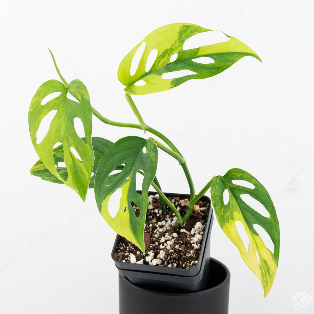 Monstera Adansonii sp. 'Double Windows' Aurea Variegated (Commonly Mis ...