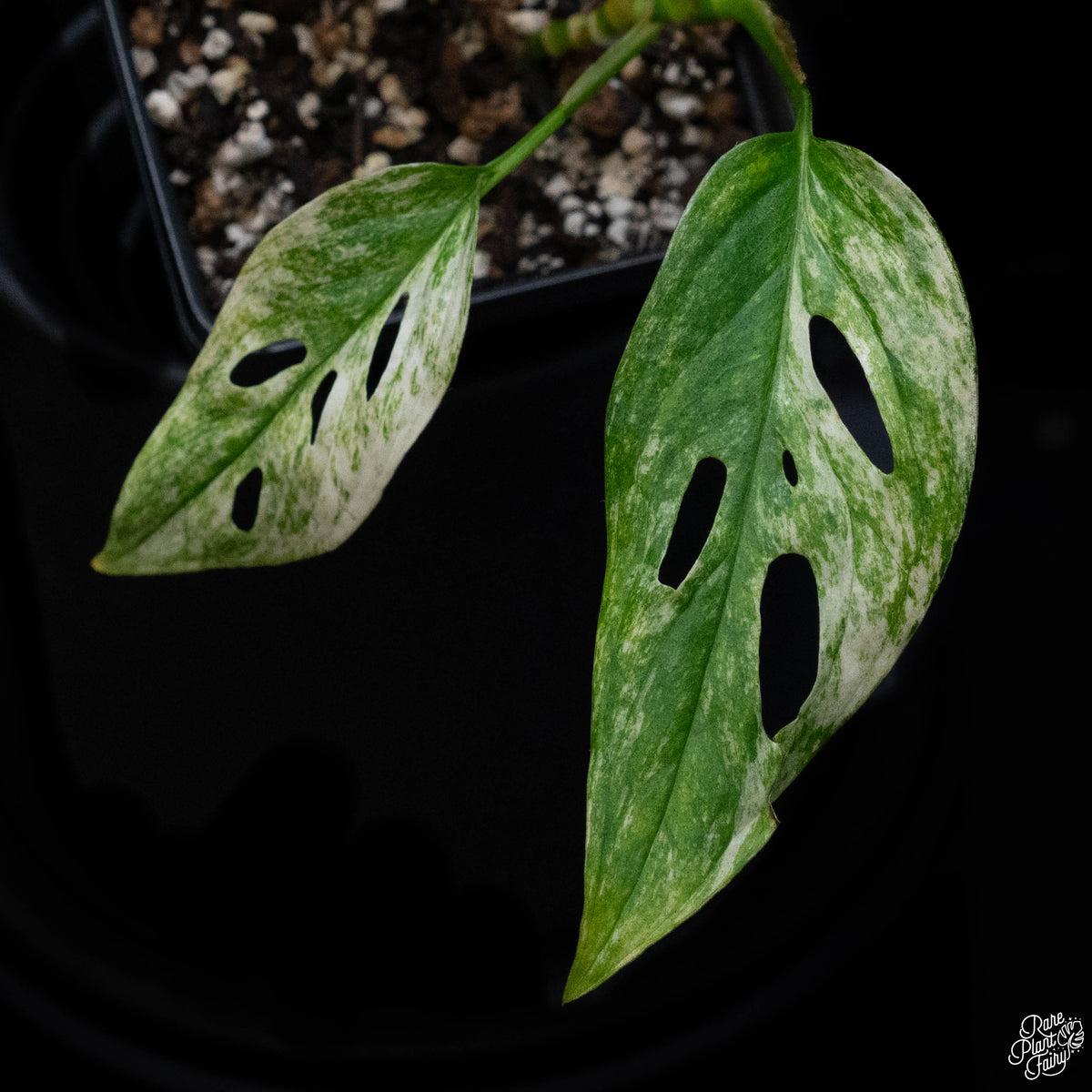 Monstera adansonii sp. laniata 'Double Windows' mint variegated (commo ...