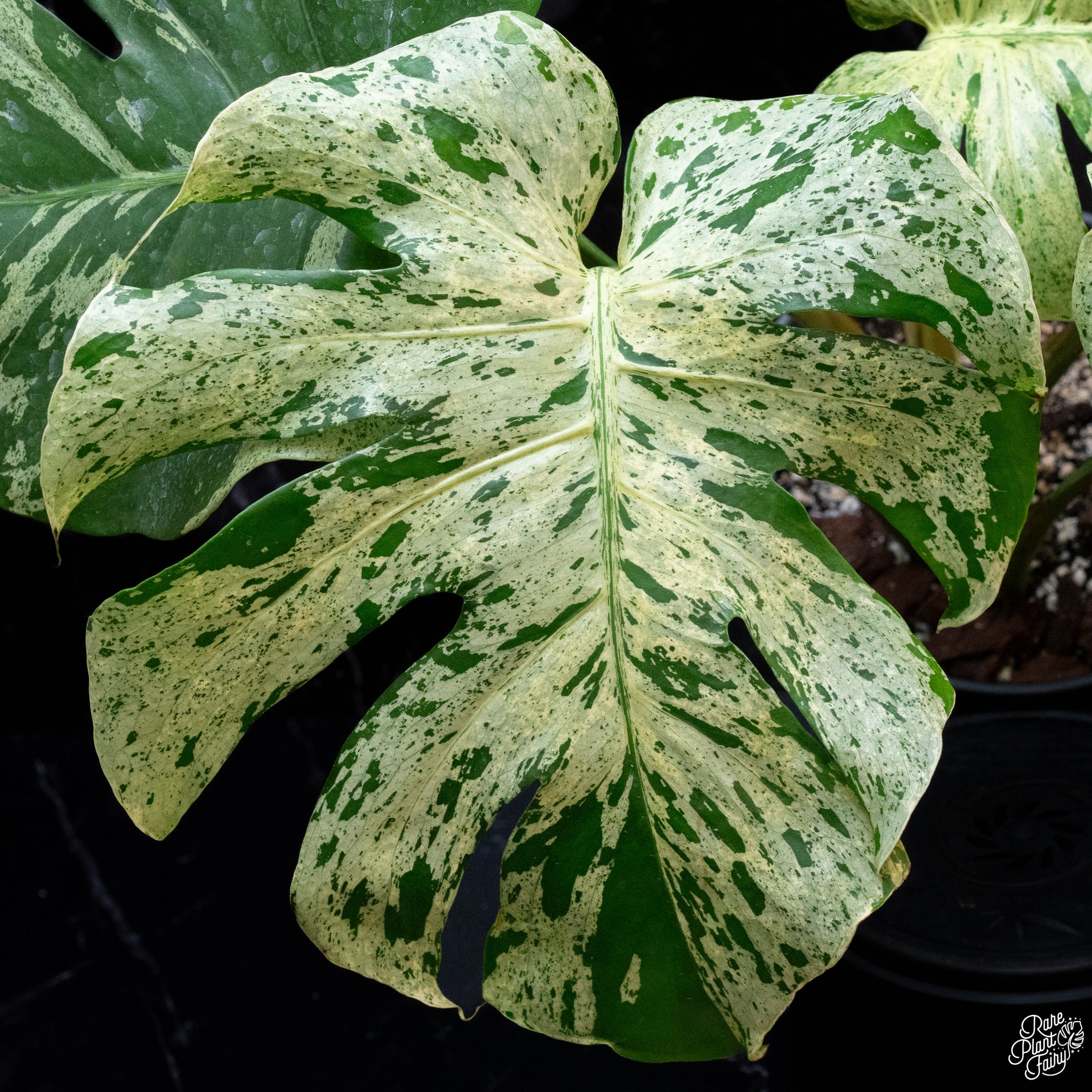Monstera deliciosa 'Bulbasaur' *Grower's Choice* – Rare Plant Fairy