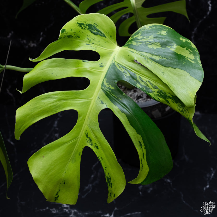 Monstera – Rare Plant Fairy