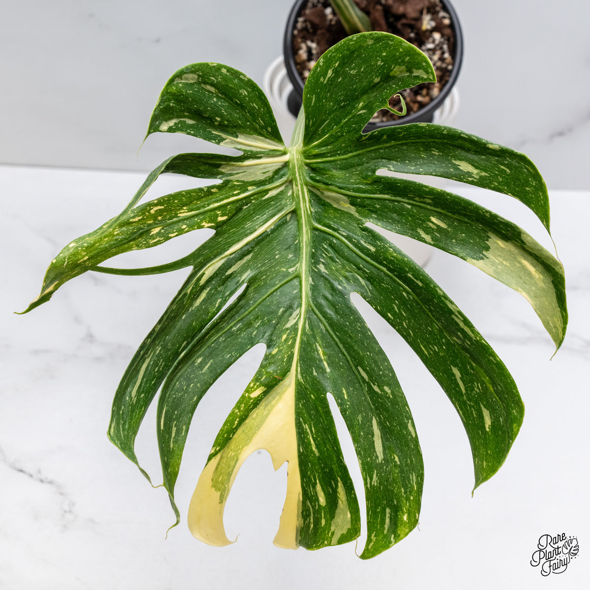 Monstera Deliciosa 'Medusa' (wk35-H) – Rare Plant Fairy