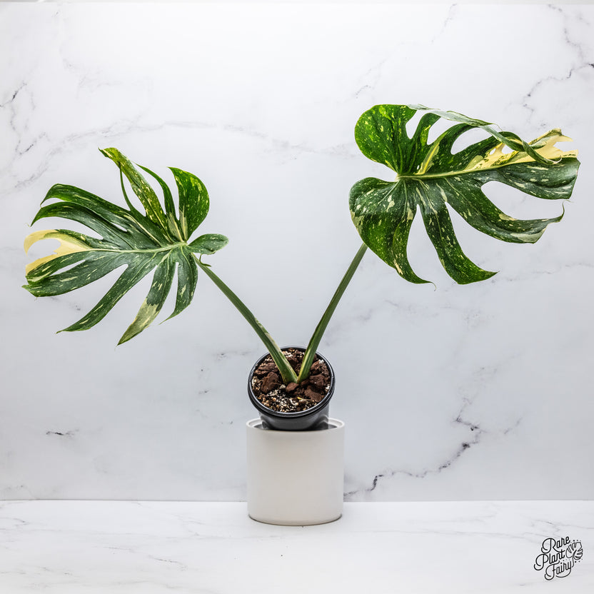 Monstera – Rare Plant Fairy