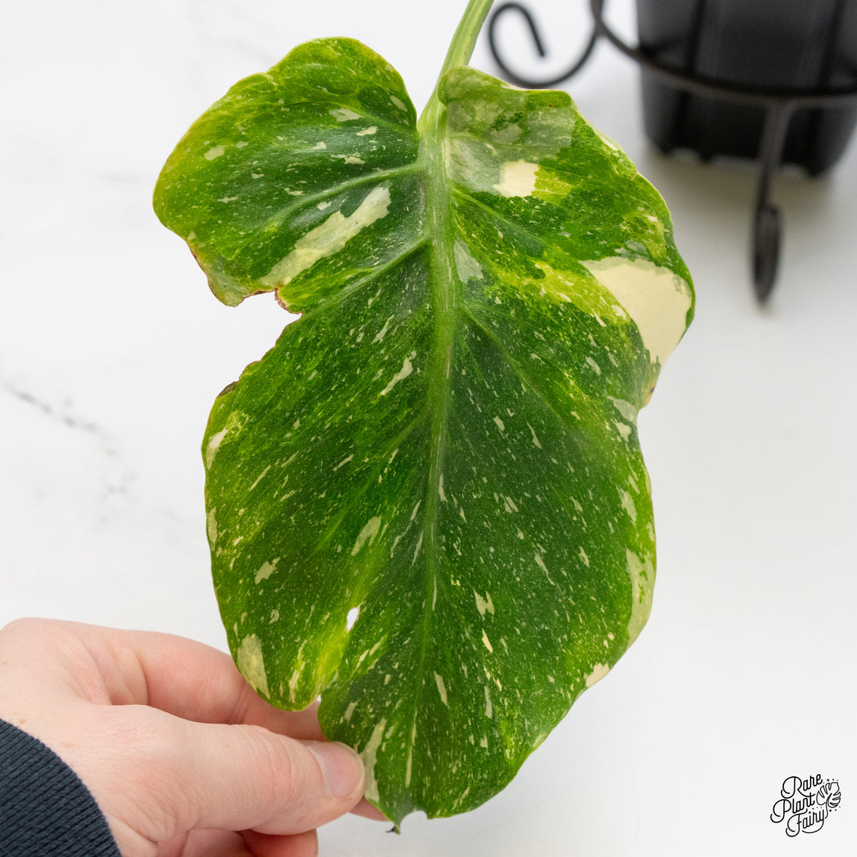 Monstera Deliciosa Thai constellation Tricolor *Contorted* (wk49-D ...