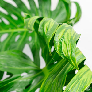 Rare Plant Fairy - Detroit, Michigan