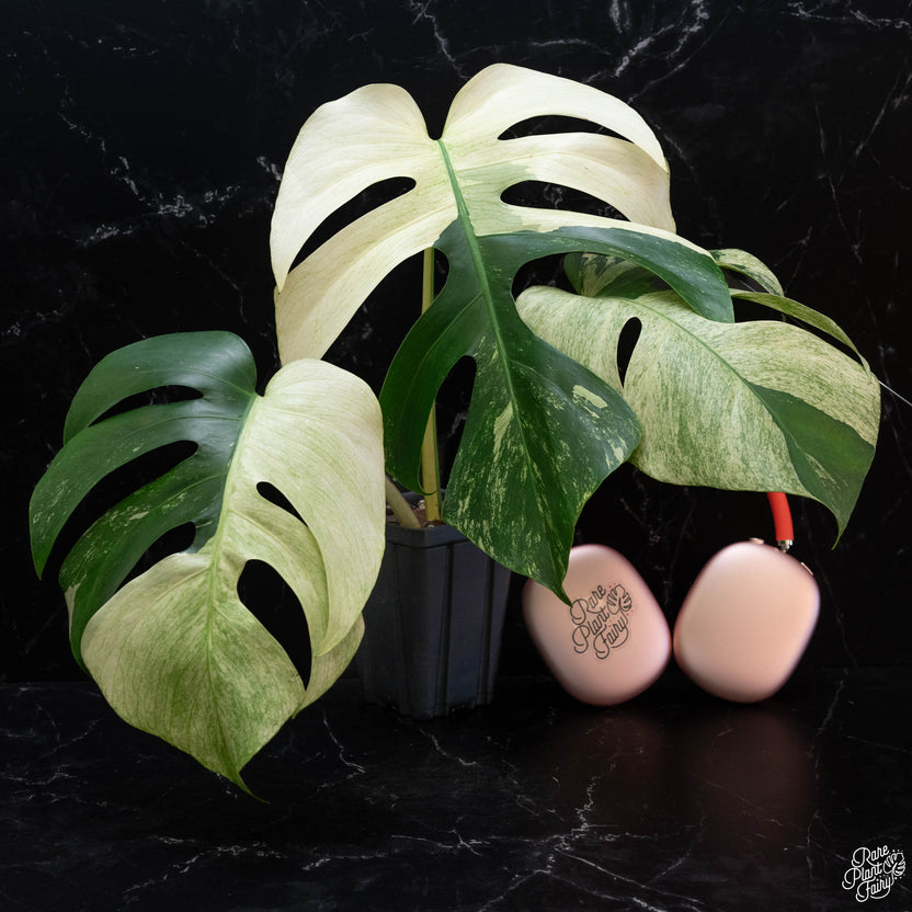 Anthuriums by DocBlock – Rare Plant Fairy