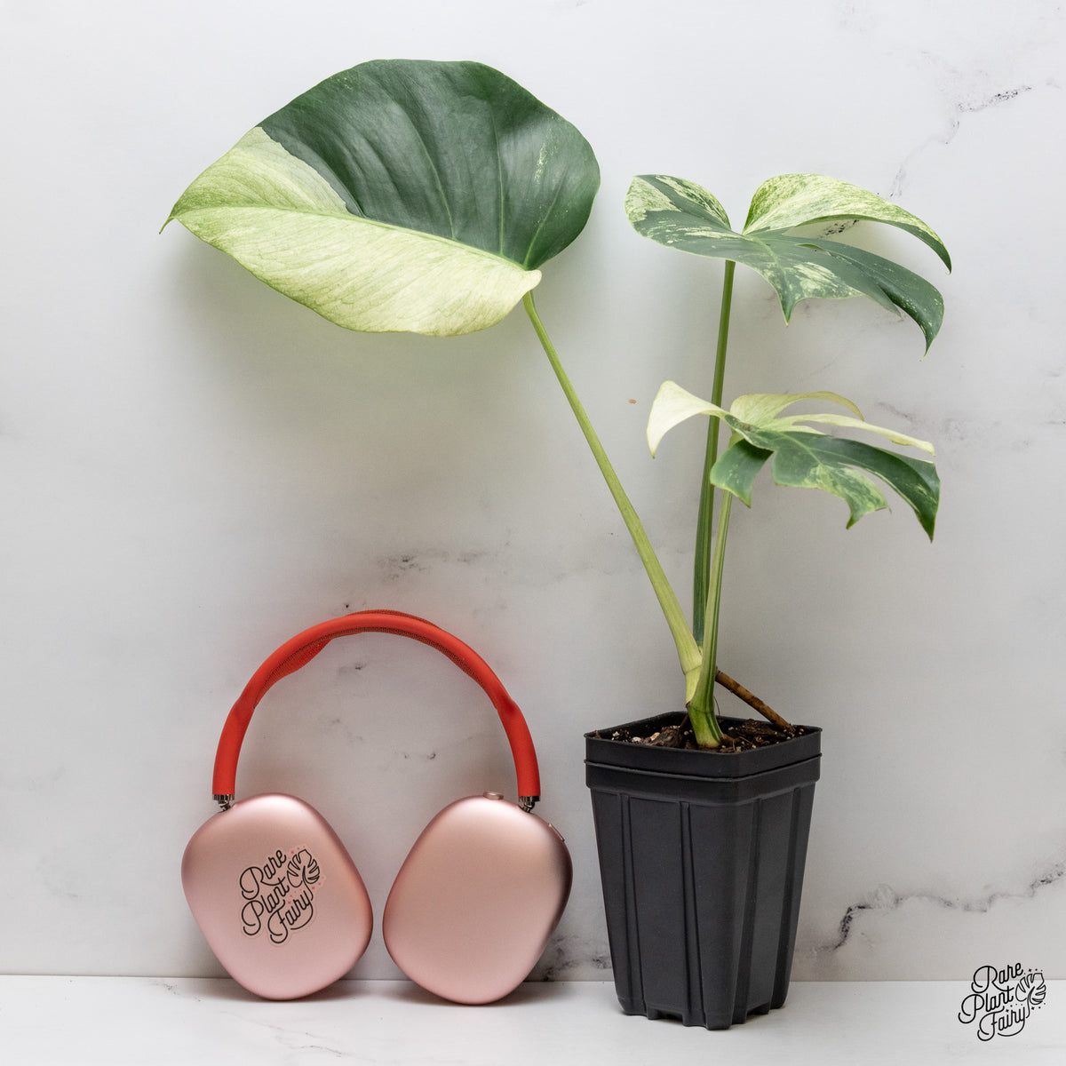 Monstera Deliciosa Mint Variegated NOID (Intermediate Form) (wk39-L ...