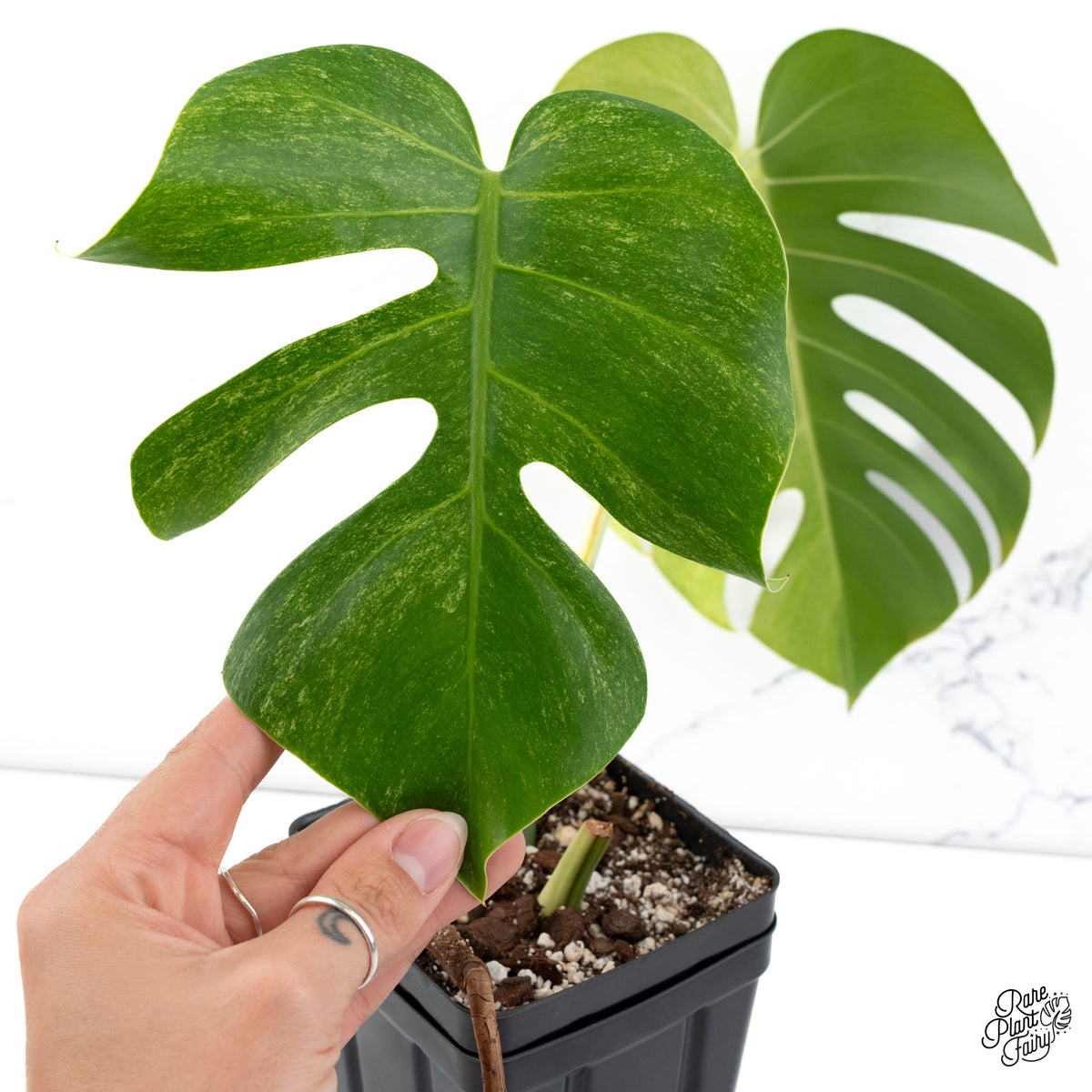Monstera Deliciosa Mint Variegated NOID (Intermediate Form) (wk41-A ...