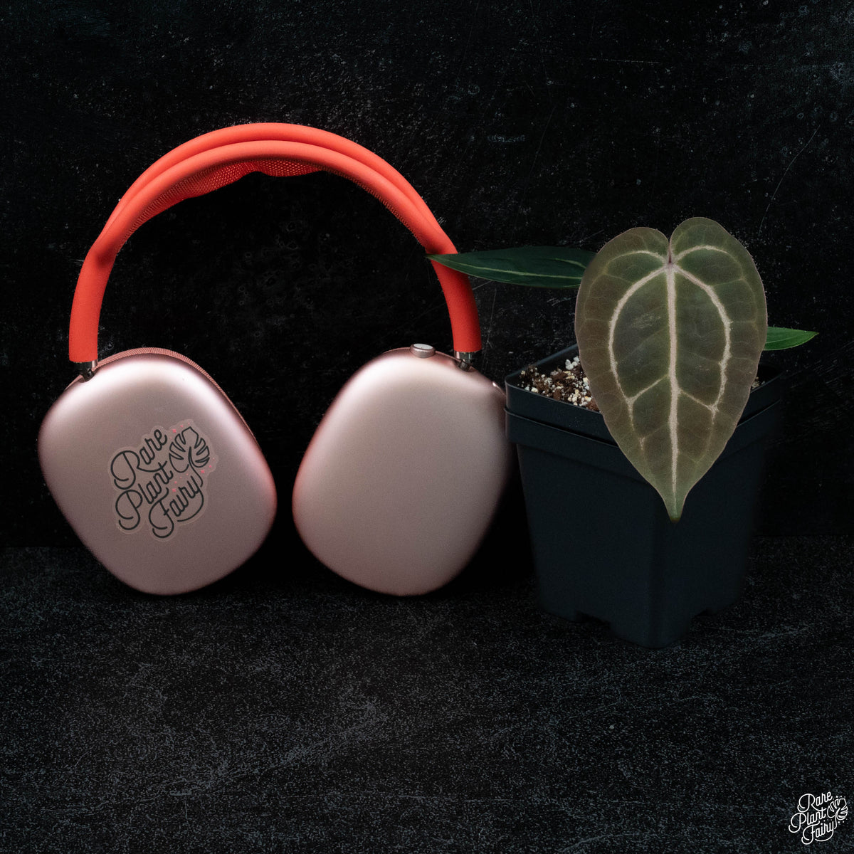 Anthurium DocBlock Red Velvet Cake '24' x Zara '29' by DocBlock® *Grow ...