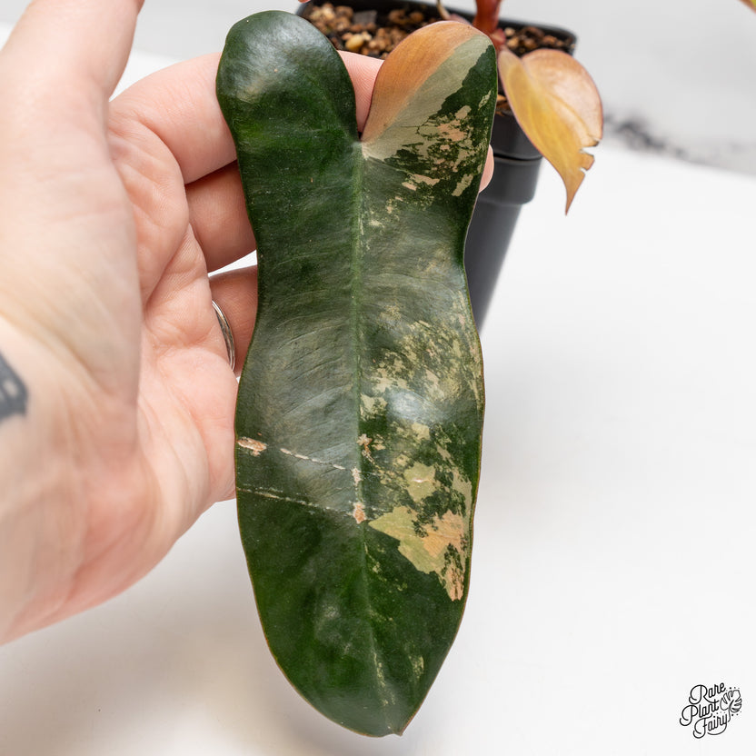 Anthuriums by DocBlock – Rare Plant Fairy