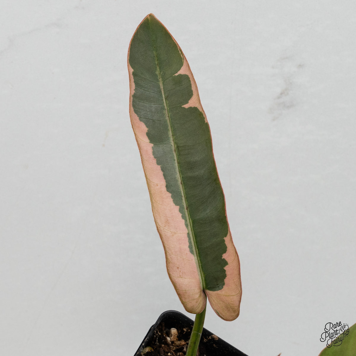 Philodendron Atabapoense Variegated (wk35-L) – Rare Plant Fairy