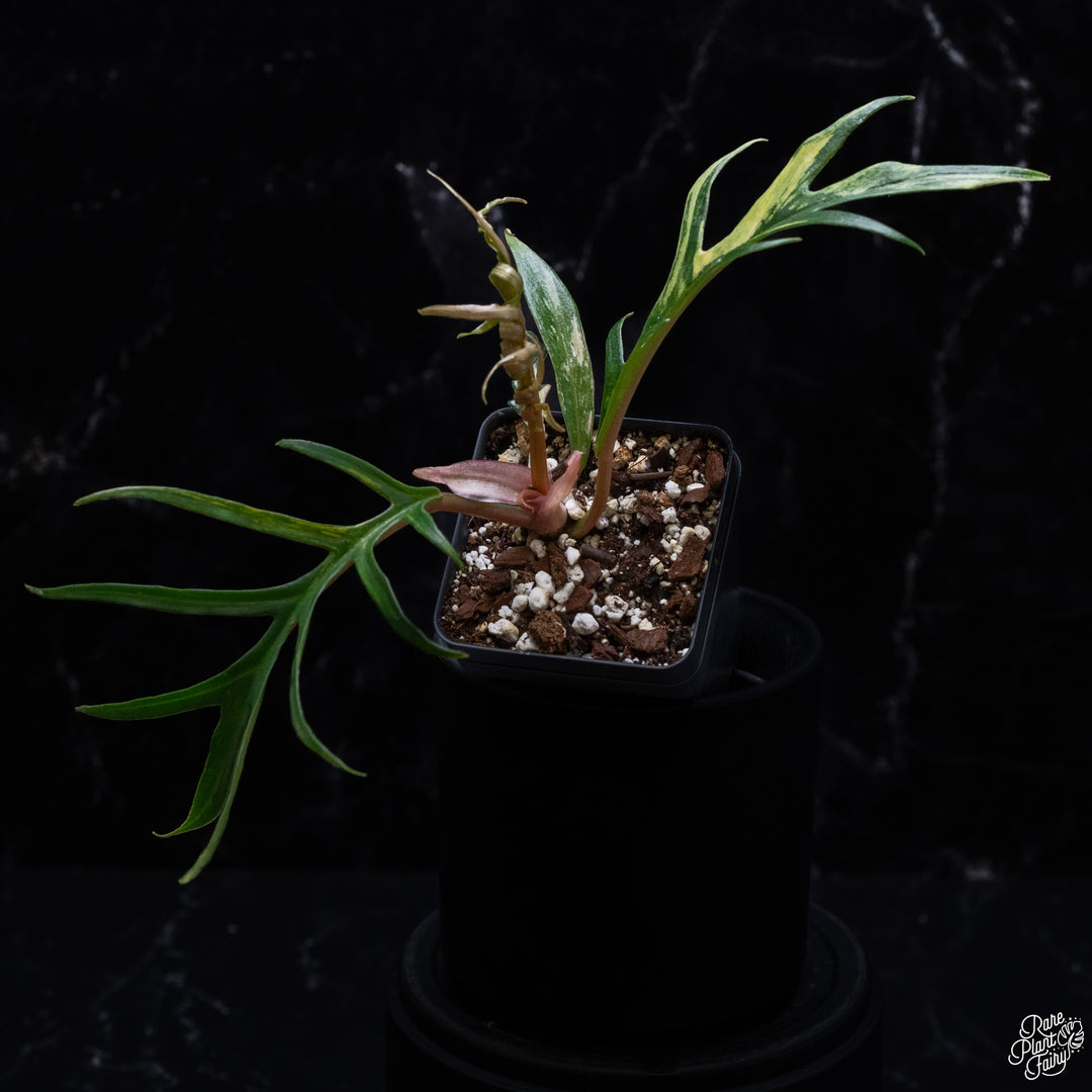 On Sale – Rare Plant Fairy