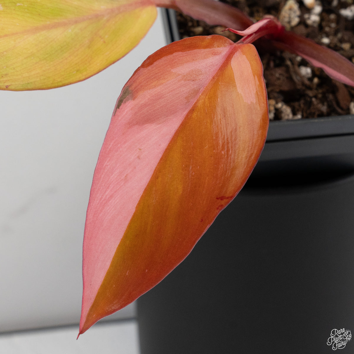 Philodendron 'Persimmon Princess' (wk29-X) – Rare Plant Fairy