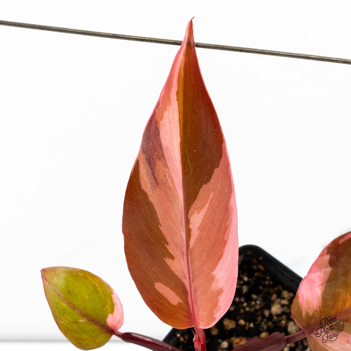 Philodendron 'Persimmon Princess' (wk46-E) – Rare Plant Fairy