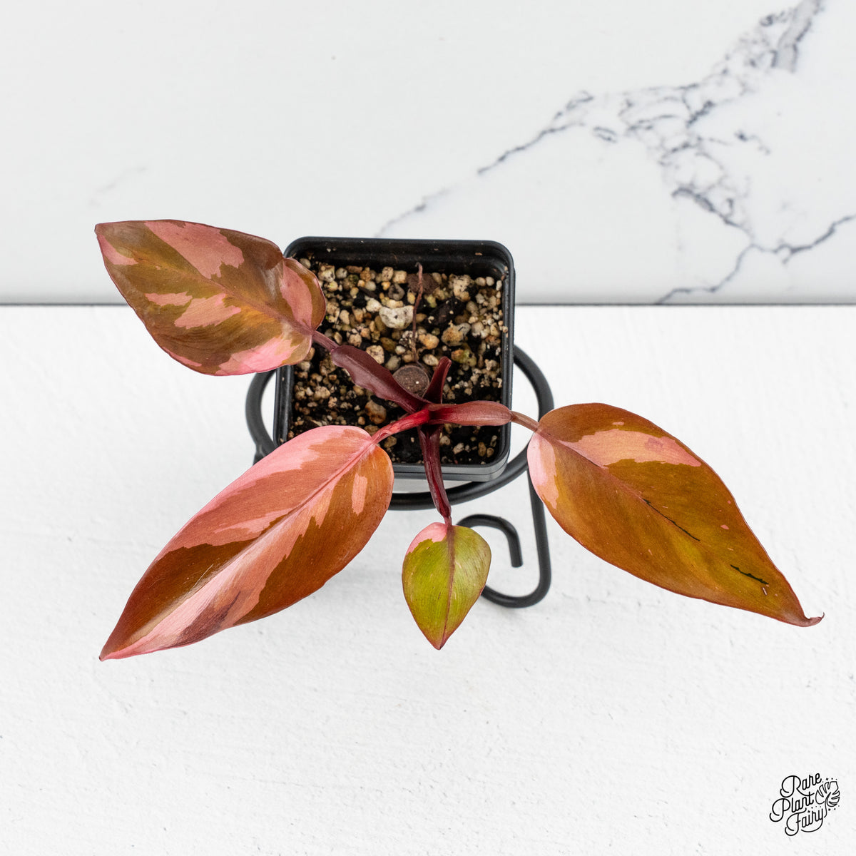 Philodendron 'Persimmon Princess' (wk46-E) – Rare Plant Fairy