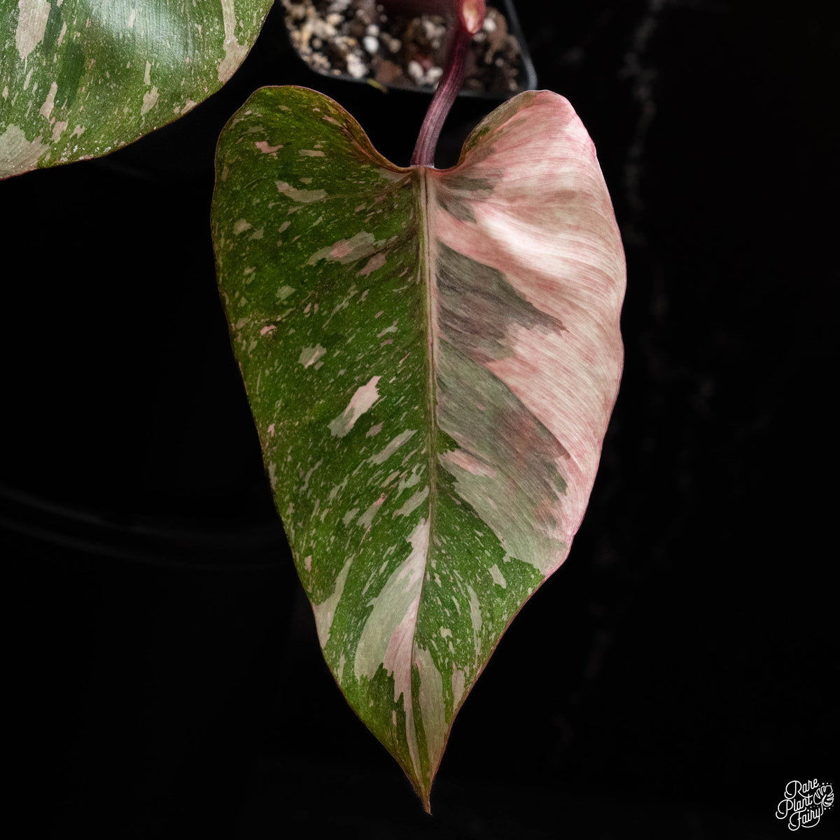 Philodendron 'Scarlet Princess' ('Red Anderson' mutation) (wk13-B ...